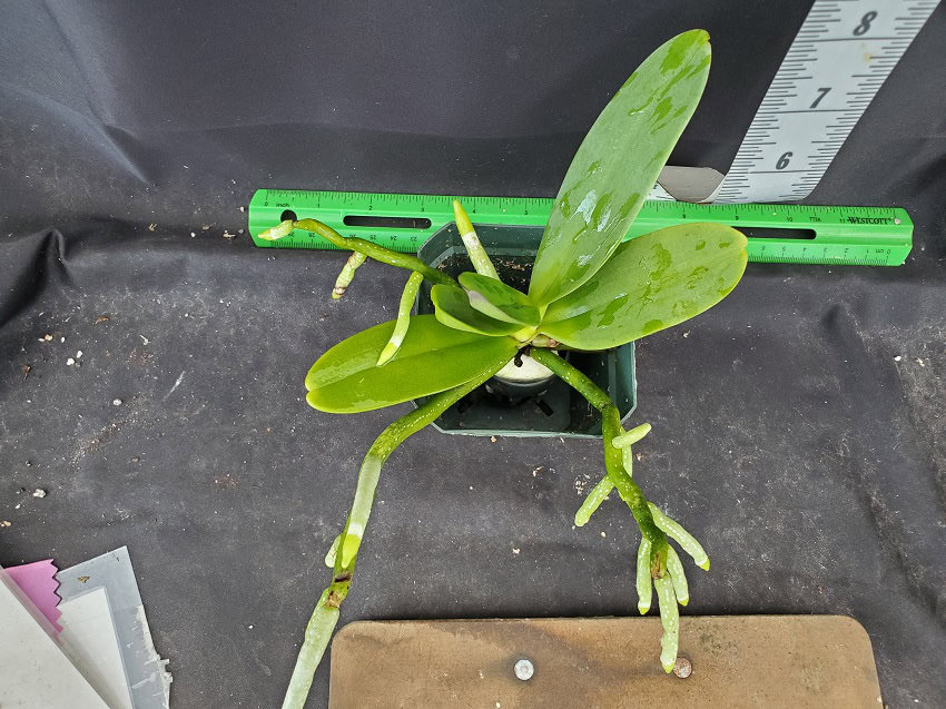 Hygrochilus parishii var. marriottiana – Bergen Water Gardens, Lotus ...