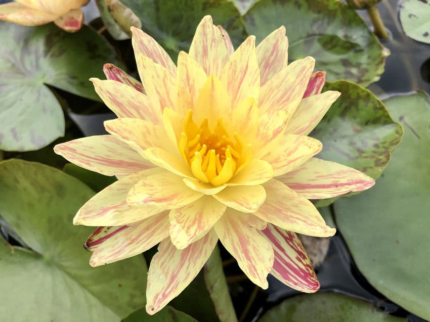 Nymphaea Paranee – Shipping in Spring – Bergen Water Gardens, Lotus ...