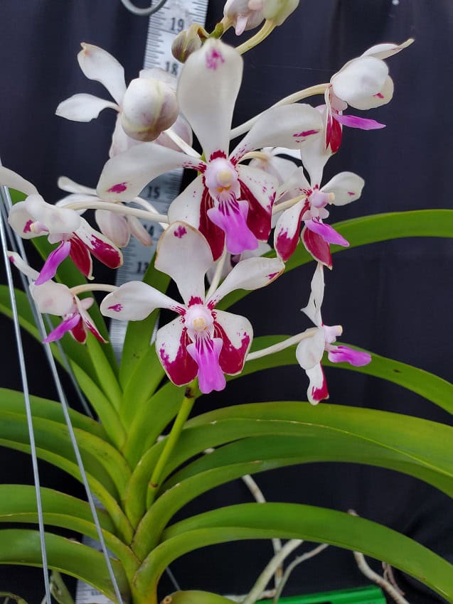 Vanda Loke (Vanda lamellata × Vanda luzonica) – Bergen Water Gardens ...