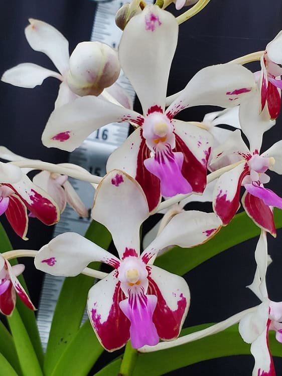 Vanda Loke (Vanda lamellata × Vanda luzonica) – Bergen Water Gardens ...