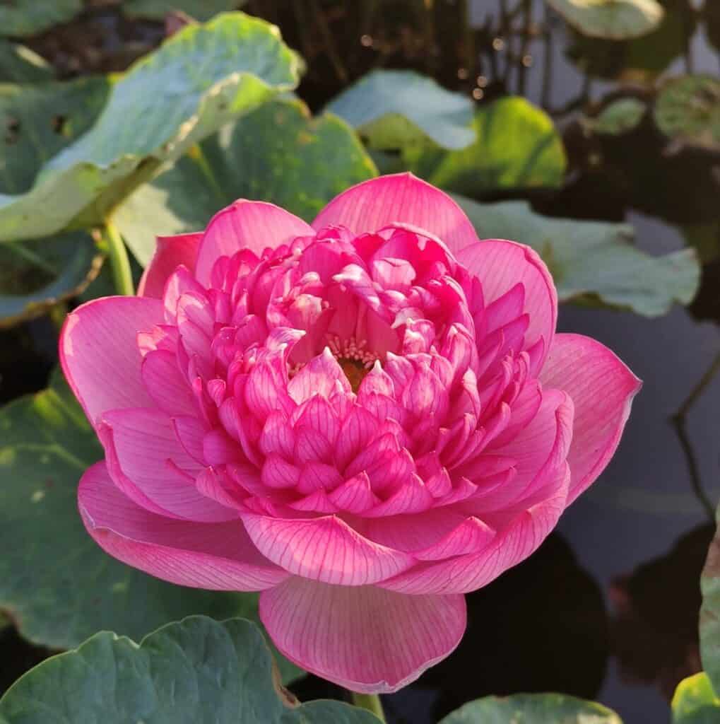 Chinese Lotus Tubers – Bergen Water Gardens, Lotus Paradise