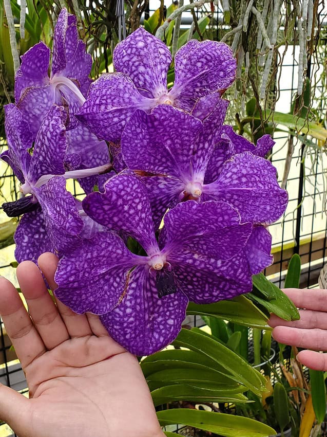 Vanda King Naresuan, 4n x V coerulea, 4n – Bergen Water Gardens, Lotus ...