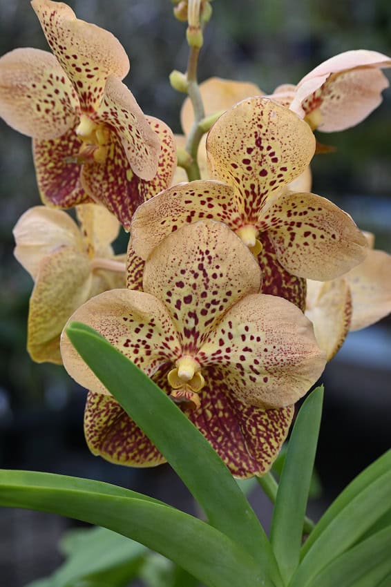 Ascda. Suanpheung Two Tone x Vanda Kanchanaburi – Bergen Water Gardens ...