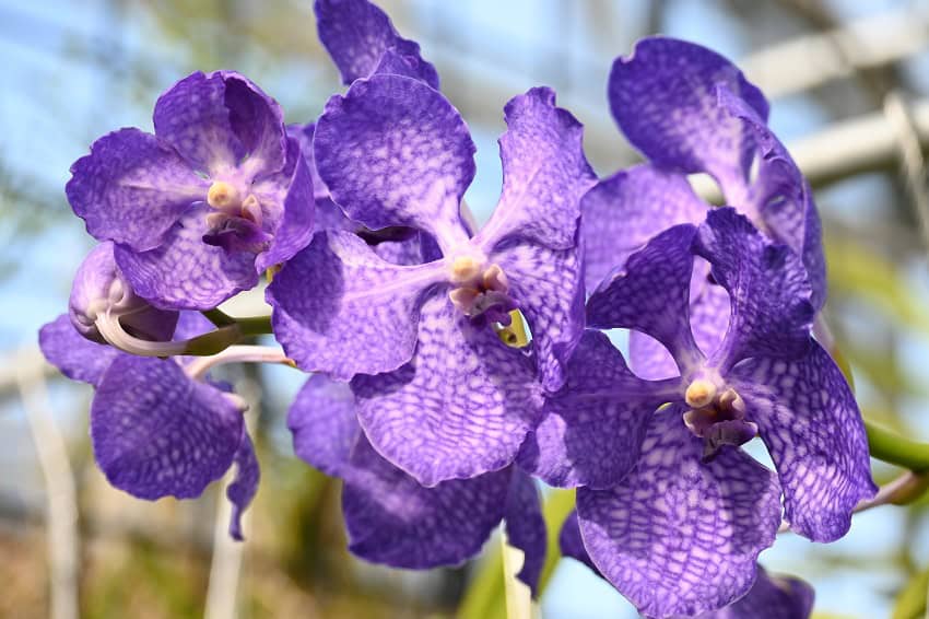Vanda King Naresuan, 4n x V coerulea, 4n – Bergen Water Gardens, Lotus ...