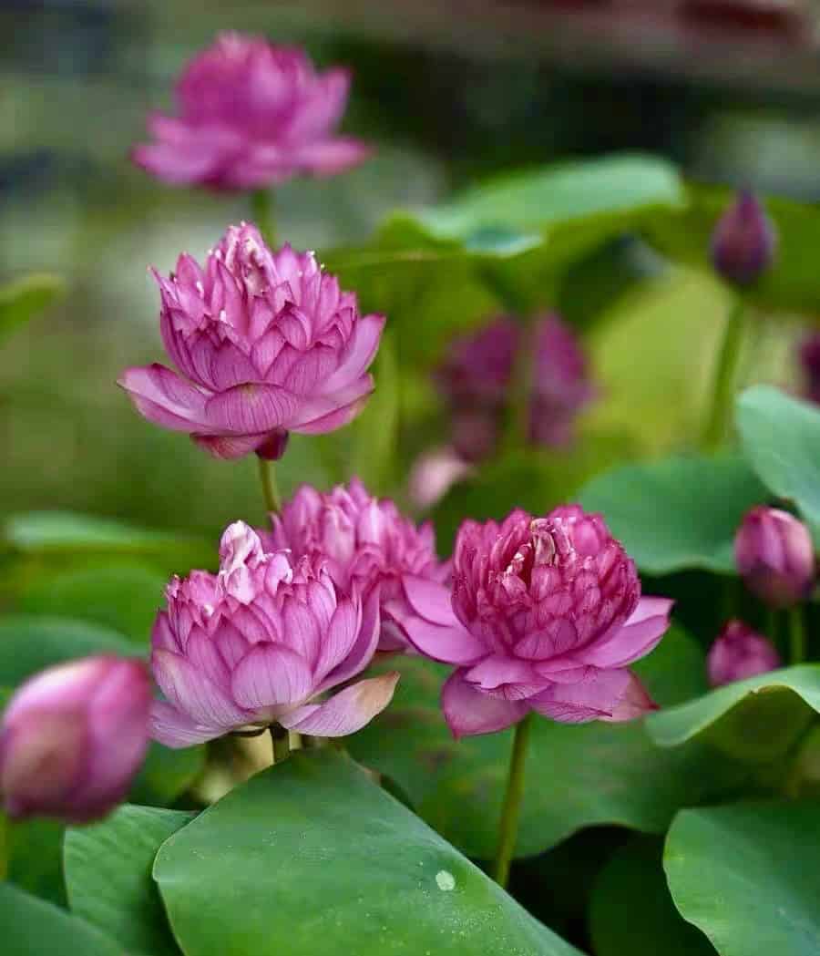 11-Hong Shou Lotus – One of best micro lotus( All Shipping in Spring ...