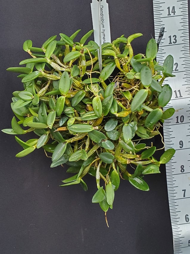 Dendrobium hymenanthum – Bergen Water Gardens, Lotus Paradise