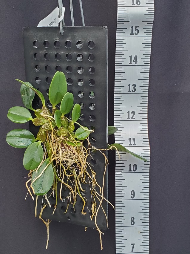 Dendrobium Rin – Bergen Water Gardens, Lotus Paradise