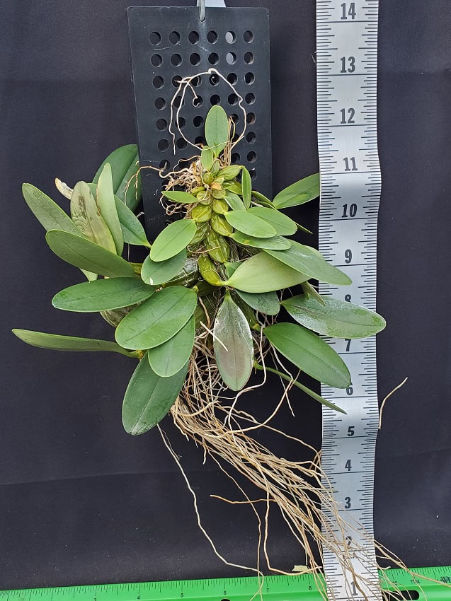 Dendrobium Ueang Pheung – Bergen Water Gardens, Lotus Paradise