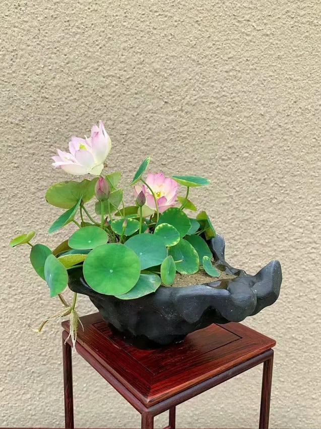 Mo Yun Lotus – One of easy to grow micro lotus( All Shipping in Spring ...