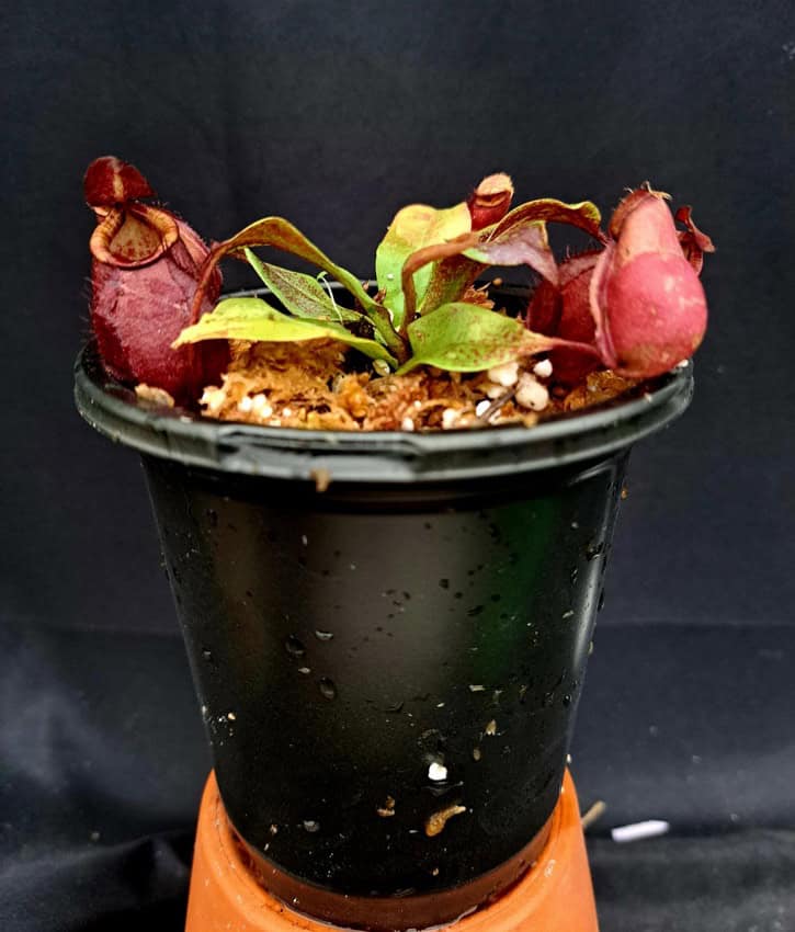 Nepenthes ventricosa x ampullaria ‘Black Miracle’ – Bergen Water ...