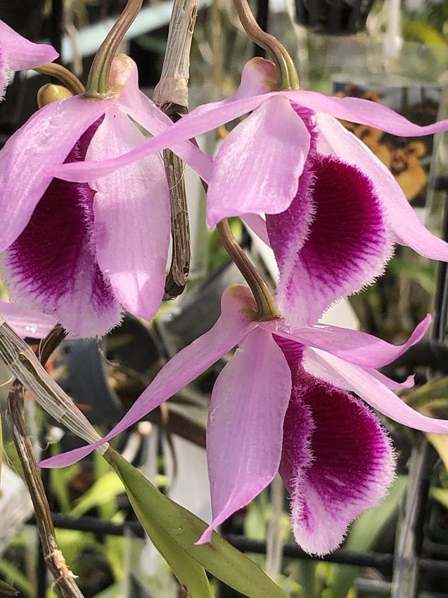 Dendrobium anosmum – Bergen Water Gardens, Lotus Paradise
