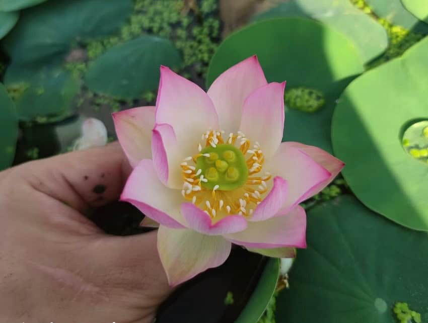 Mo Yun Lotus – One of easy to grow micro lotus( All Shipping in Spring ...