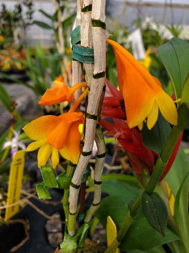 Dendrobium chrysopterum (obtusisepalum) – Bergen Water Gardens, Lotus ...