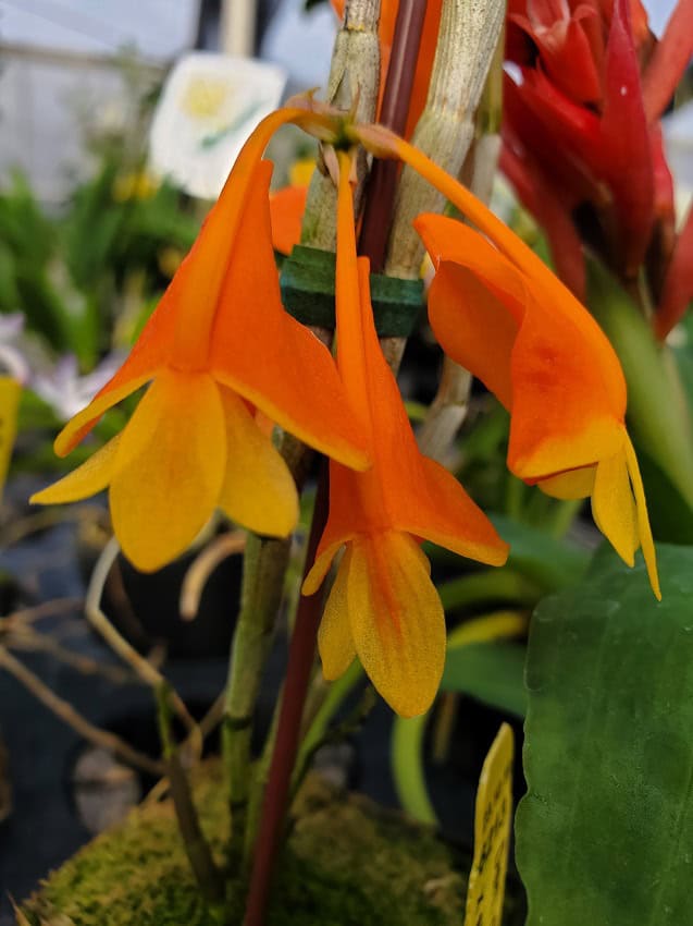 Dendrobium chrysopterum (obtusisepalum) – Bergen Water Gardens, Lotus ...