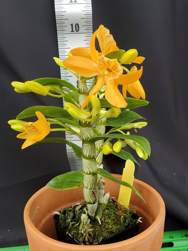 Dendrobium Stardust ‘Firebird’ x Den. unicum ‘Fireworks’ – Bergen Water ...