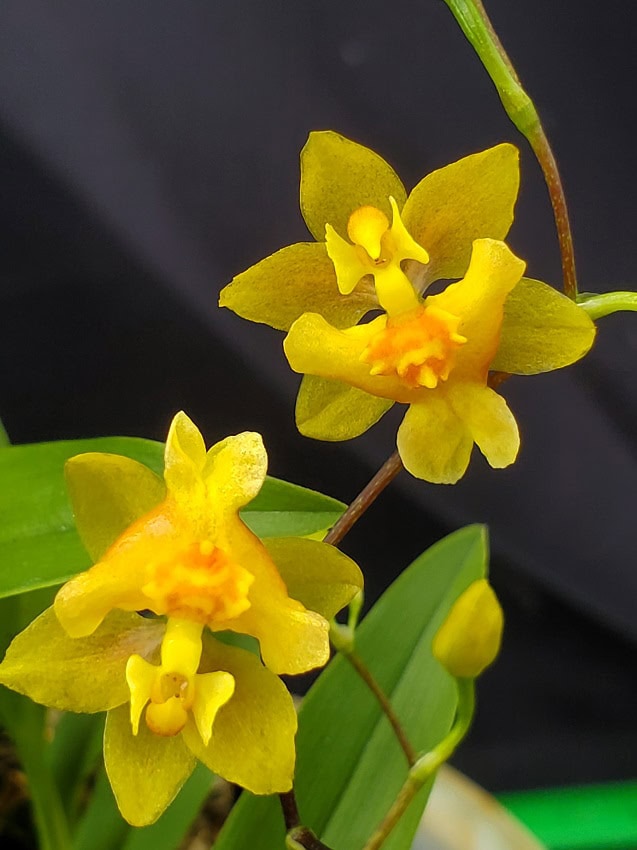 Oncidium Twinkle Oro – Bergen Water Gardens, Lotus Paradise