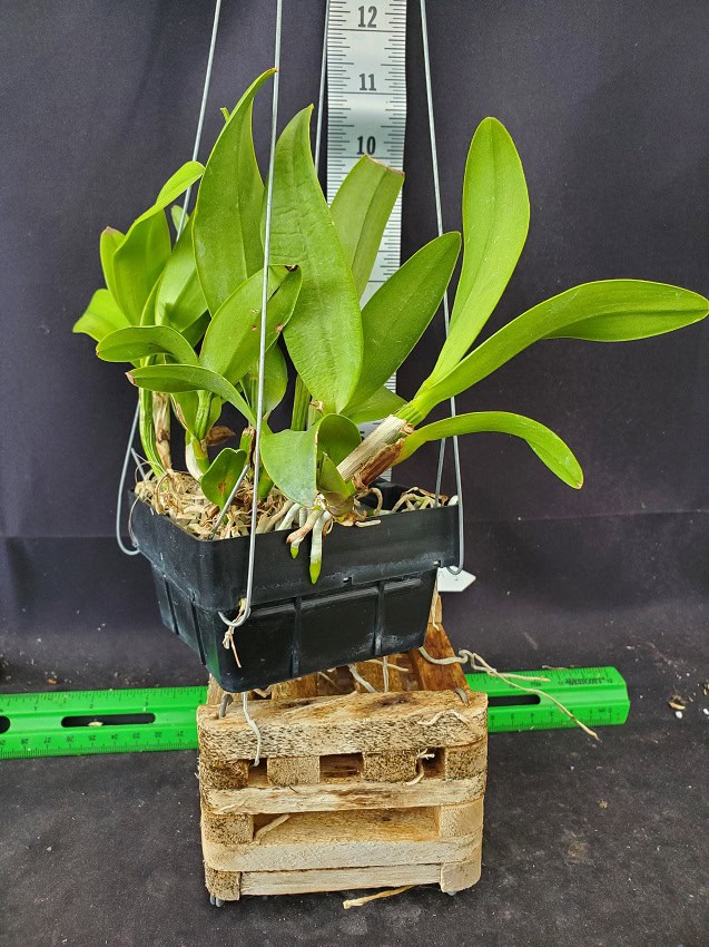 Cattleya Tropical Pointer ‘Cheetah’ – Bergen Water Gardens, Lotus Paradise