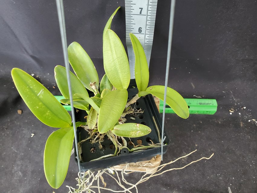 Cattleya Tropical Pointer ‘Cheetah’ – Bergen Water Gardens, Lotus Paradise