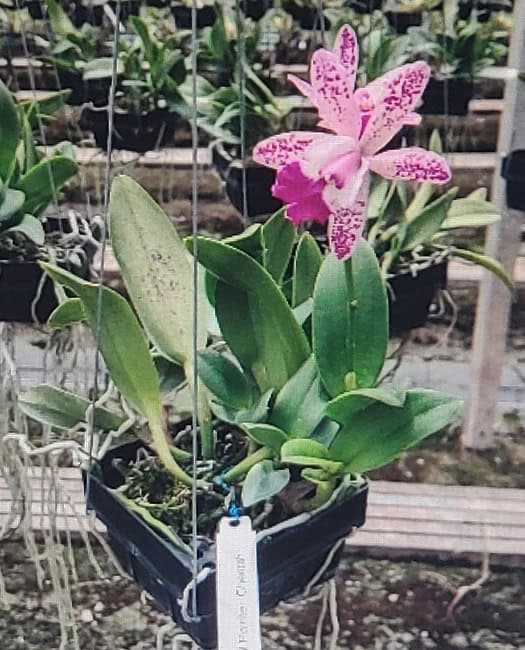 Cattleya Tropical Pointer ‘Cheetah’ – Bergen Water Gardens, Lotus Paradise