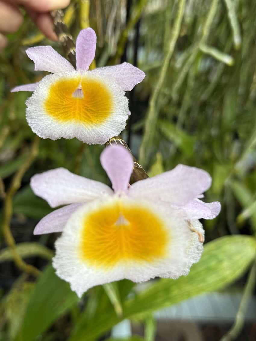Dendrobium primulinum Laos – Bergen Water Gardens, Lotus Paradise