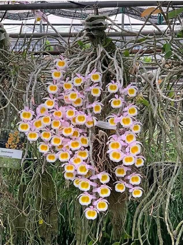 Dendrobium primulinum Laos – Bergen Water Gardens, Lotus Paradise