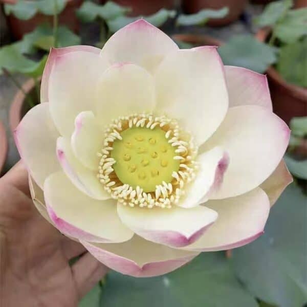 Green Apple Lotus – One of Lovely Plate Cup Flower( All ship in spring ...