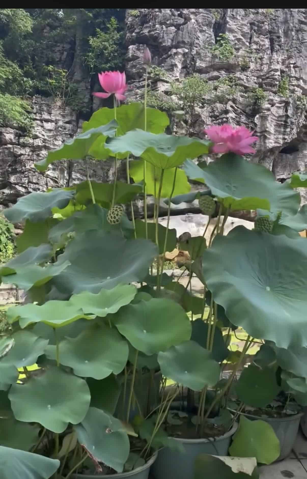 17-Spring Beauty Lotus – One of the Tallest and Fabulous New Lotus ...