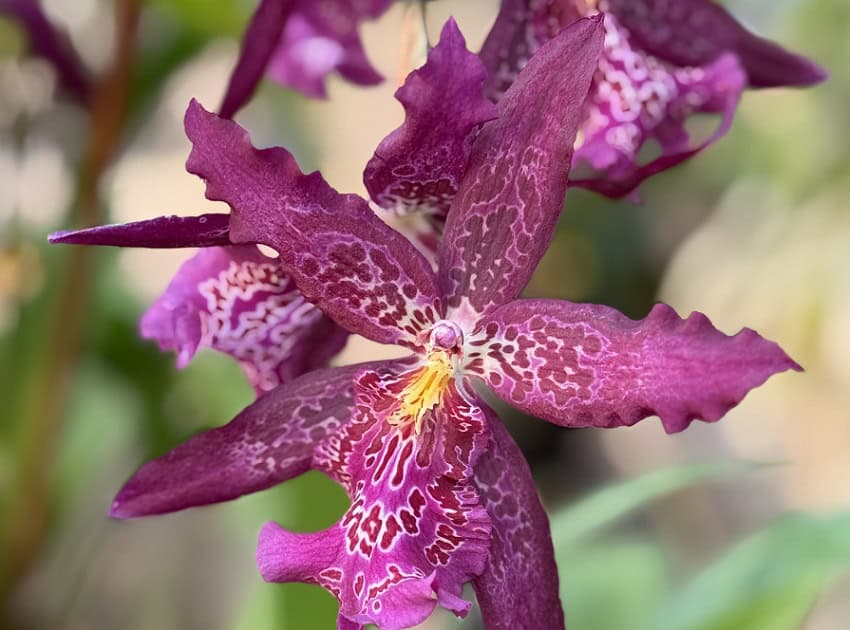 Orchid Society of Western Pennsylvania spring show 2026 – “Orchid ...