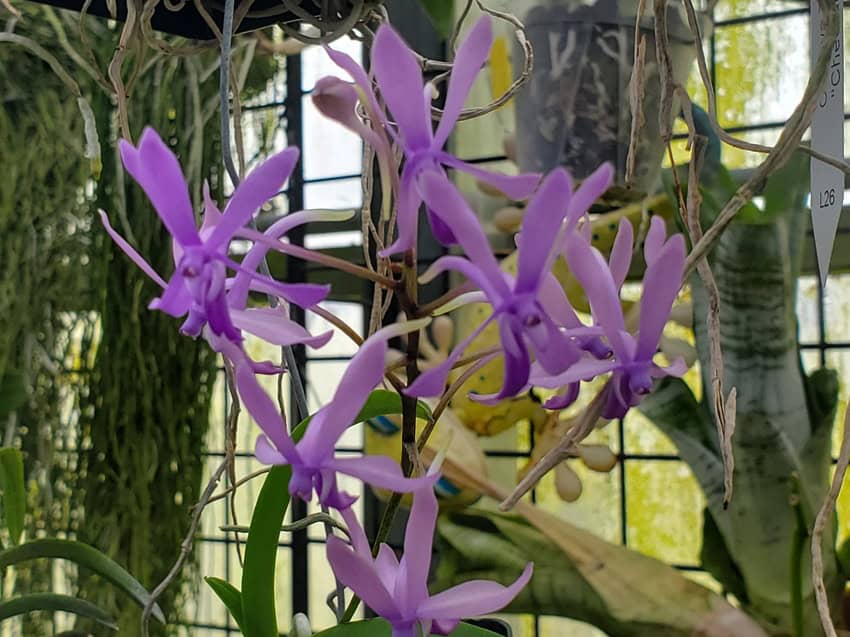 Orchid Showroom 2: January 2026 - Bergen Water Gardens, Lotus Paradise