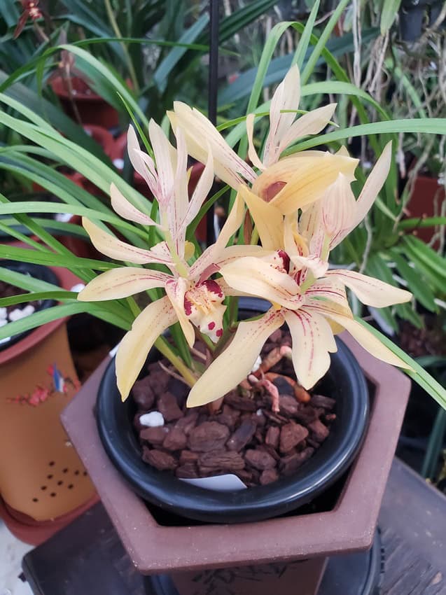 Orchid Showroom 2: January 2026 - Bergen Water Gardens, Lotus Paradise