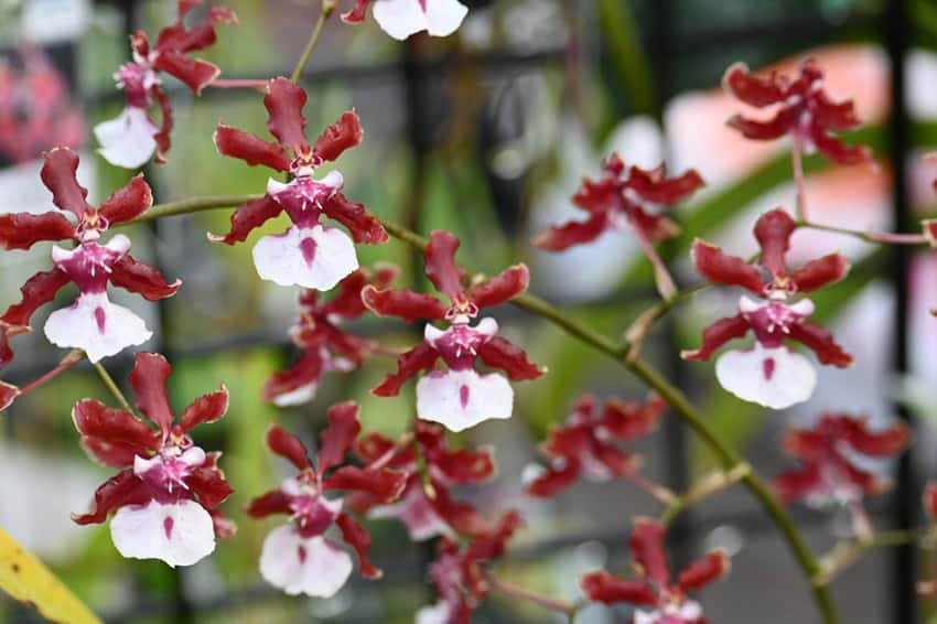 Oncidium Sharry Baby ‘Sweet Fragrance’ AM/AOS – Bergen Water Gardens ...