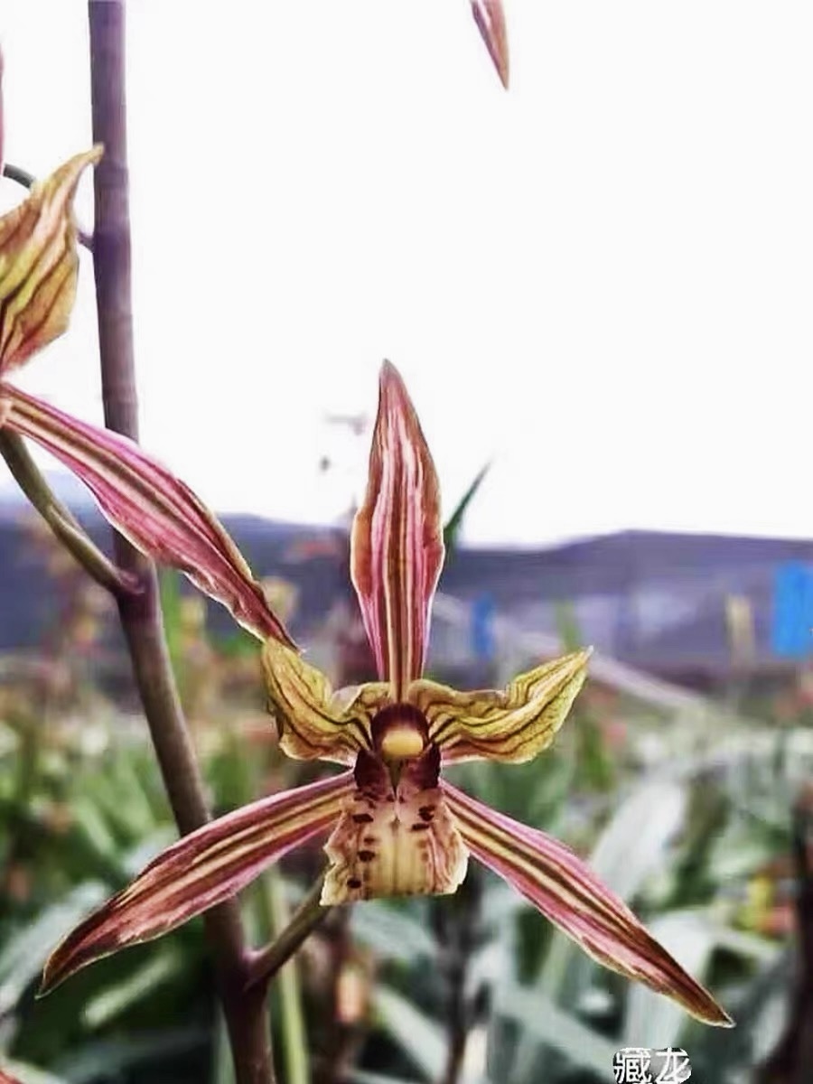 Chinese Cymbidium sinense Zang Long( Variegated Leaves) – Bergen Water ...