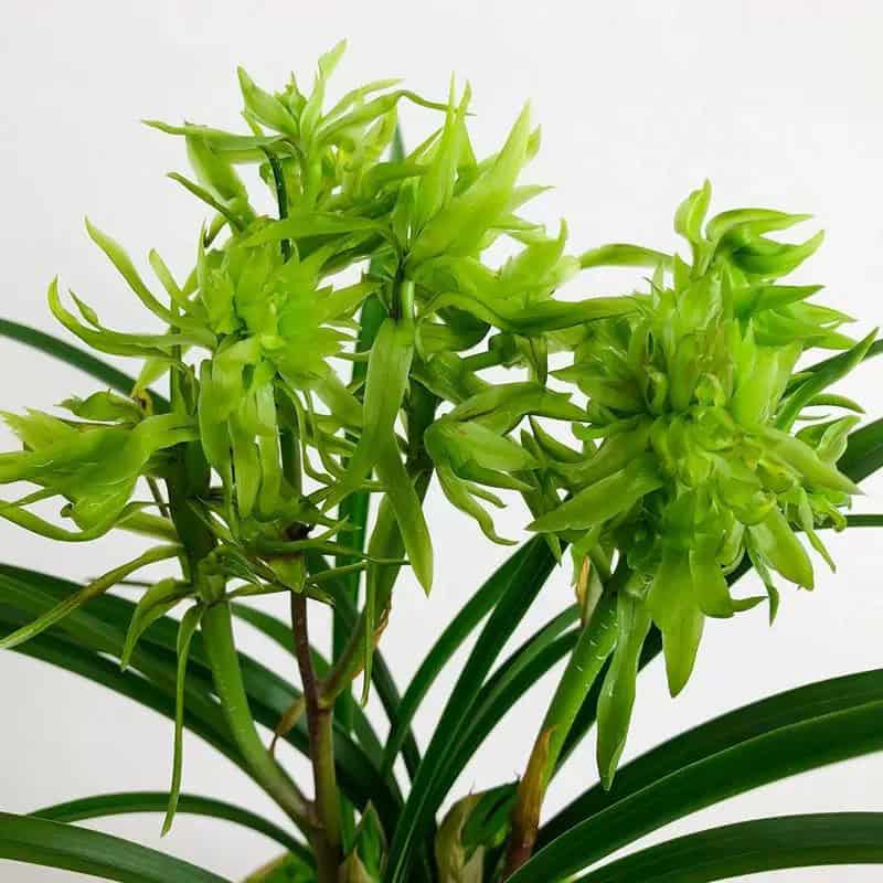 Chinese Cymbidium goeringii Hua Kai Fu Gui – Bergen Water Gardens ...